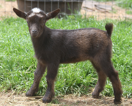 Southern Grace Nigerian Dwarf Dairy Goats