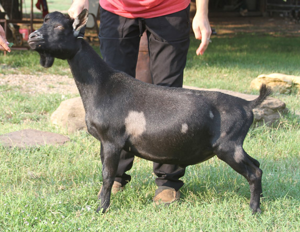 Southern Grace Nigerian Dwarf Dairy Goats - Herd Sires