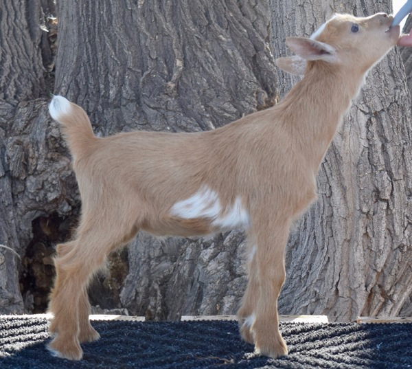 Southern Grace Nigerian Dwarf Dairy Goats - Herd Sires