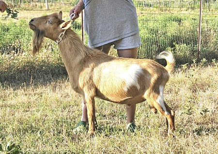 Southern Grace Nigerian Dwarf Dairy Goats