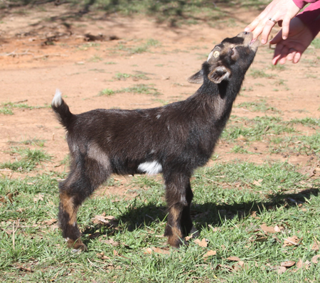 Southern Grace Nigerian Dwarf Dairy Goats