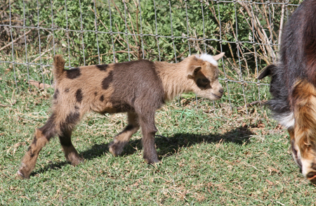 Southern Grace Nigerian Dwarf Dairy Goats