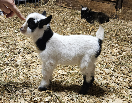 Southern Grace Nigerian Dwarf Dairy Goats